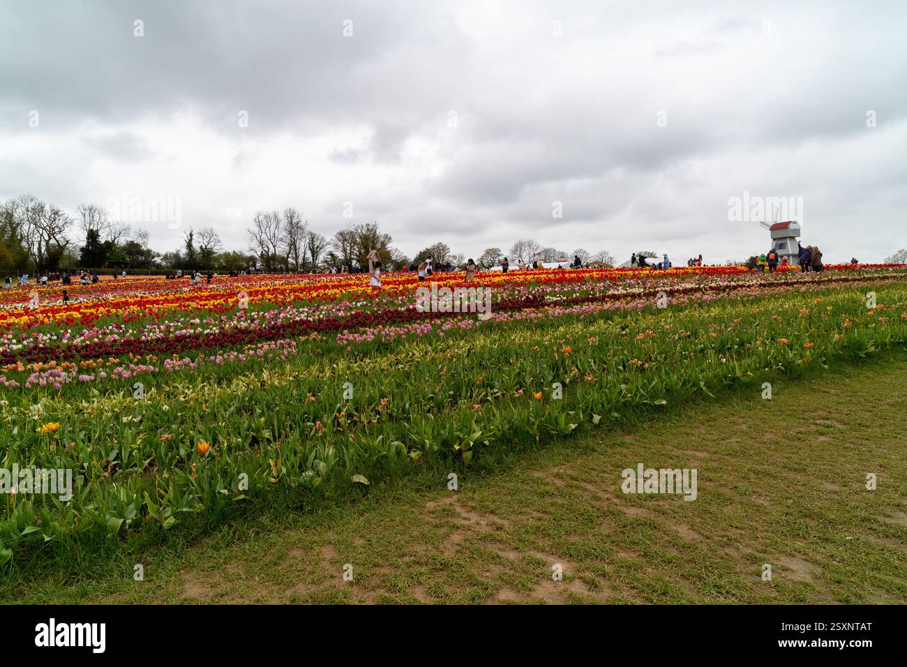 Tulleys tulip festival 2024 Stock Photo - Alamy