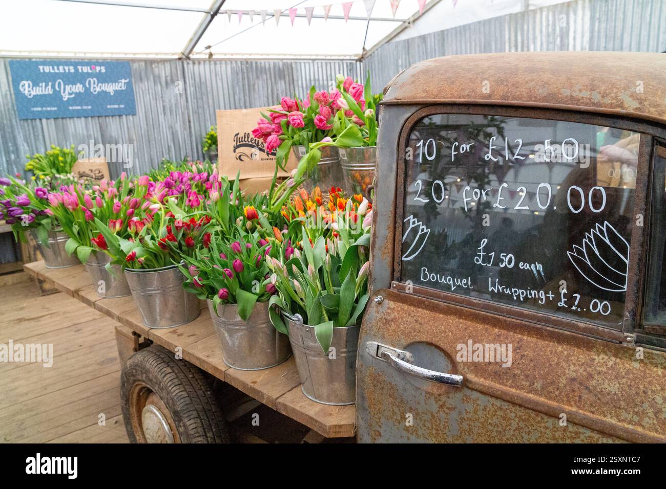 Tulleys tulip festival 2024 Stock Photo - Alamy
