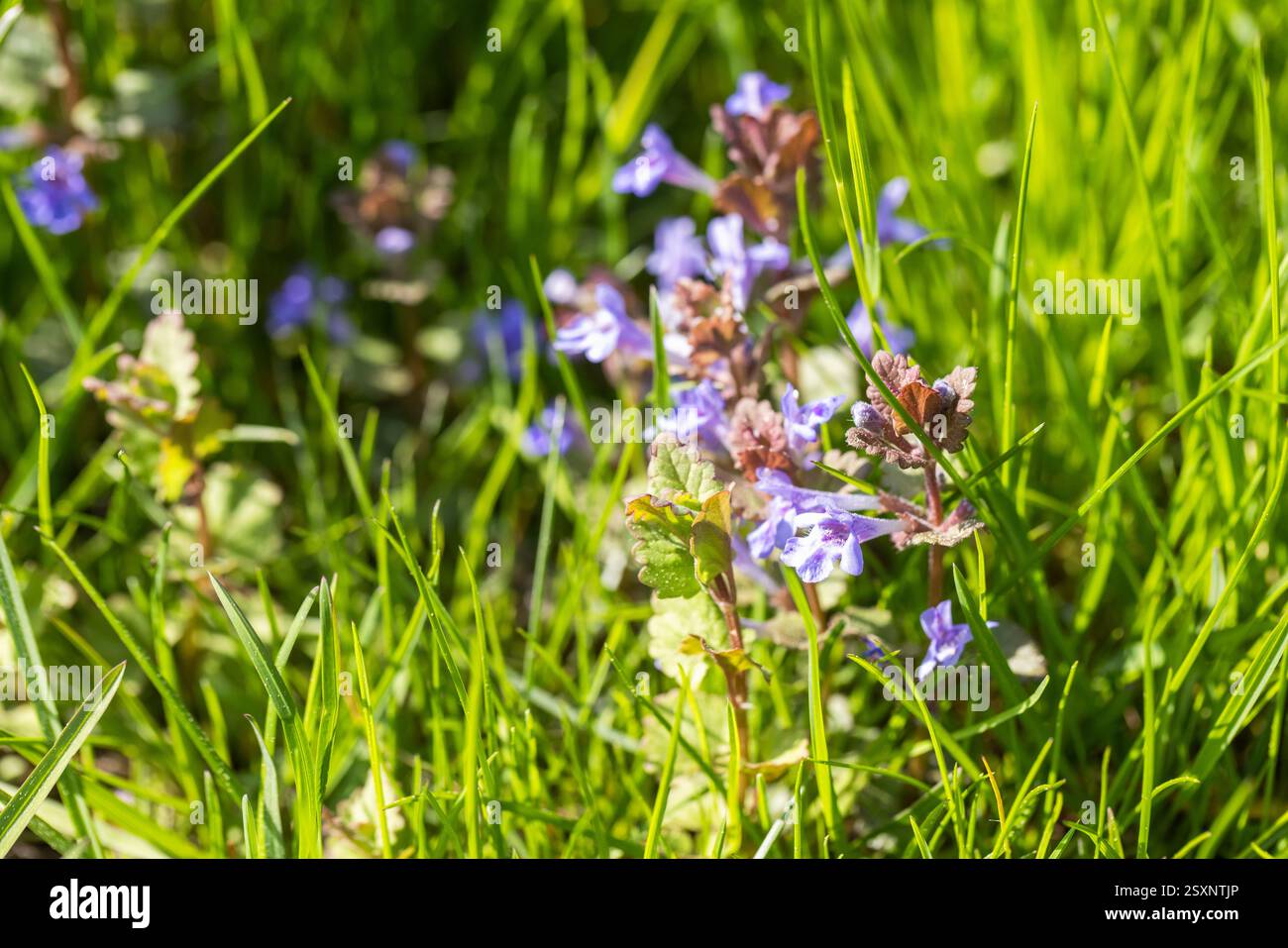 Vivid purple wildflowers sprouting amidst lush green grass, illuminated ...