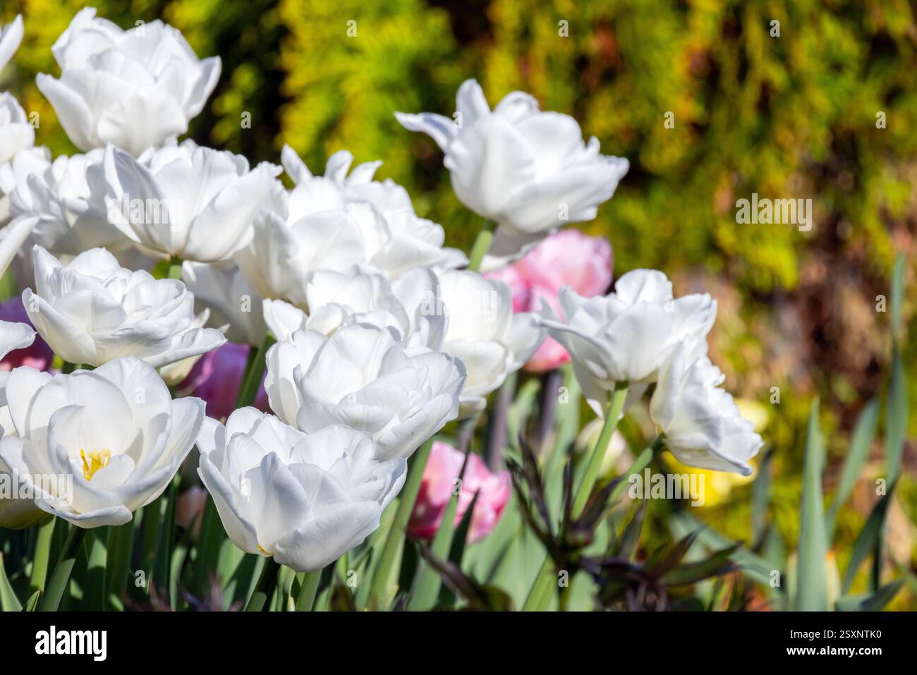 Bright white tulip flowers flourish in a lush garden setting during ...