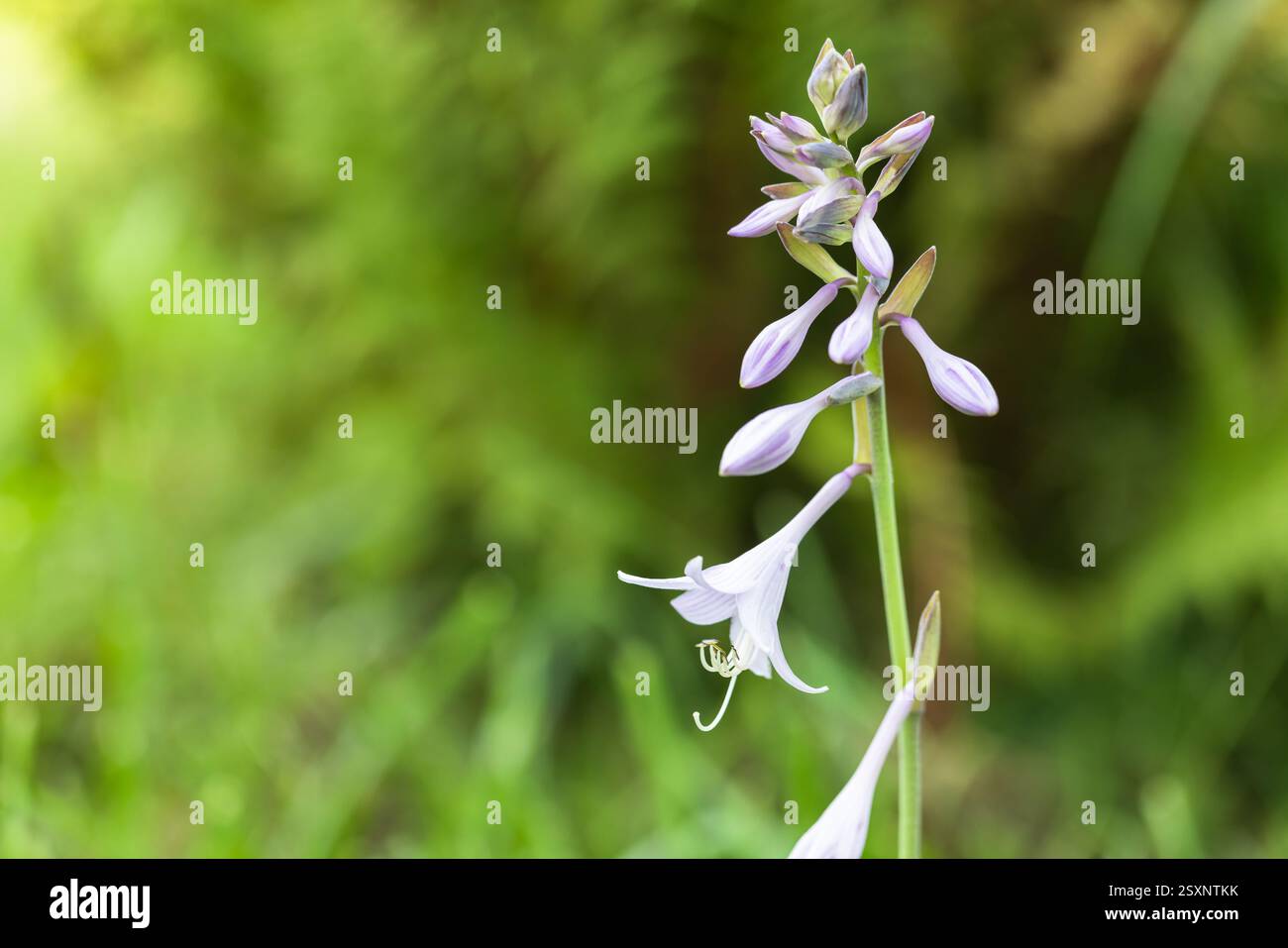 A detailed view of a delicate Hosta flower on a vertical stem ...