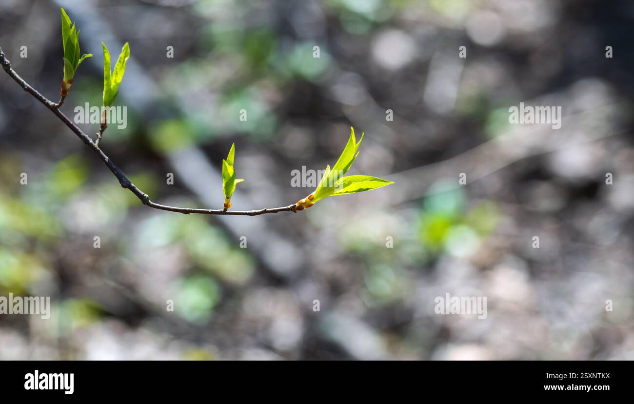 A close-up of fresh green leaf buds growing on a tree branch ...