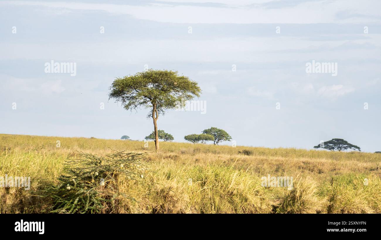 A solitary Acacia tree majestically stands in the vast expanse of a ...