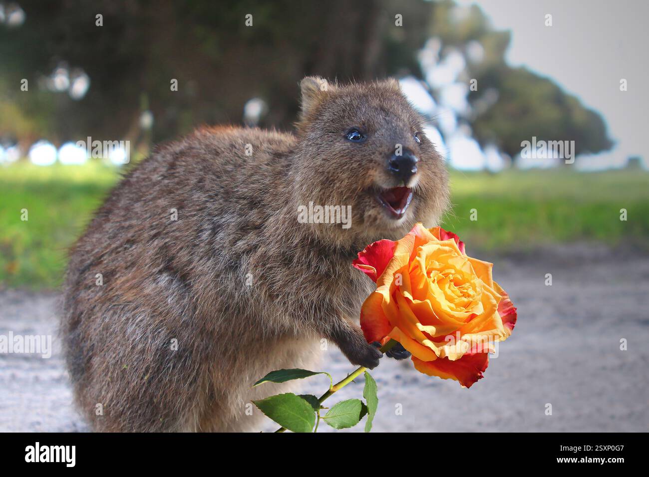 Smiling quokka with rose. Quokkas are friendly small Australian ...