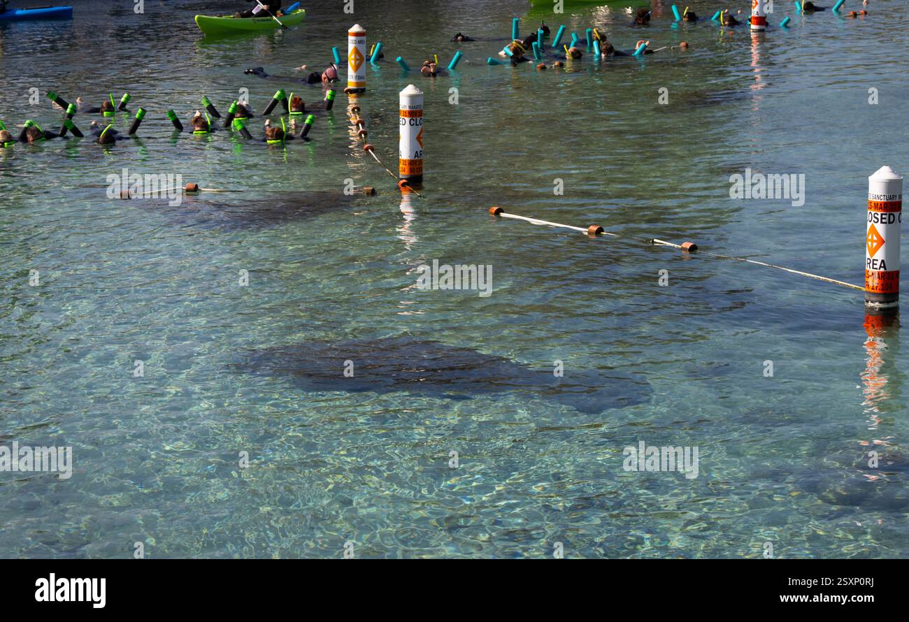 Crystal River, Florida - February 22, 2025: Tourists swimming with ...