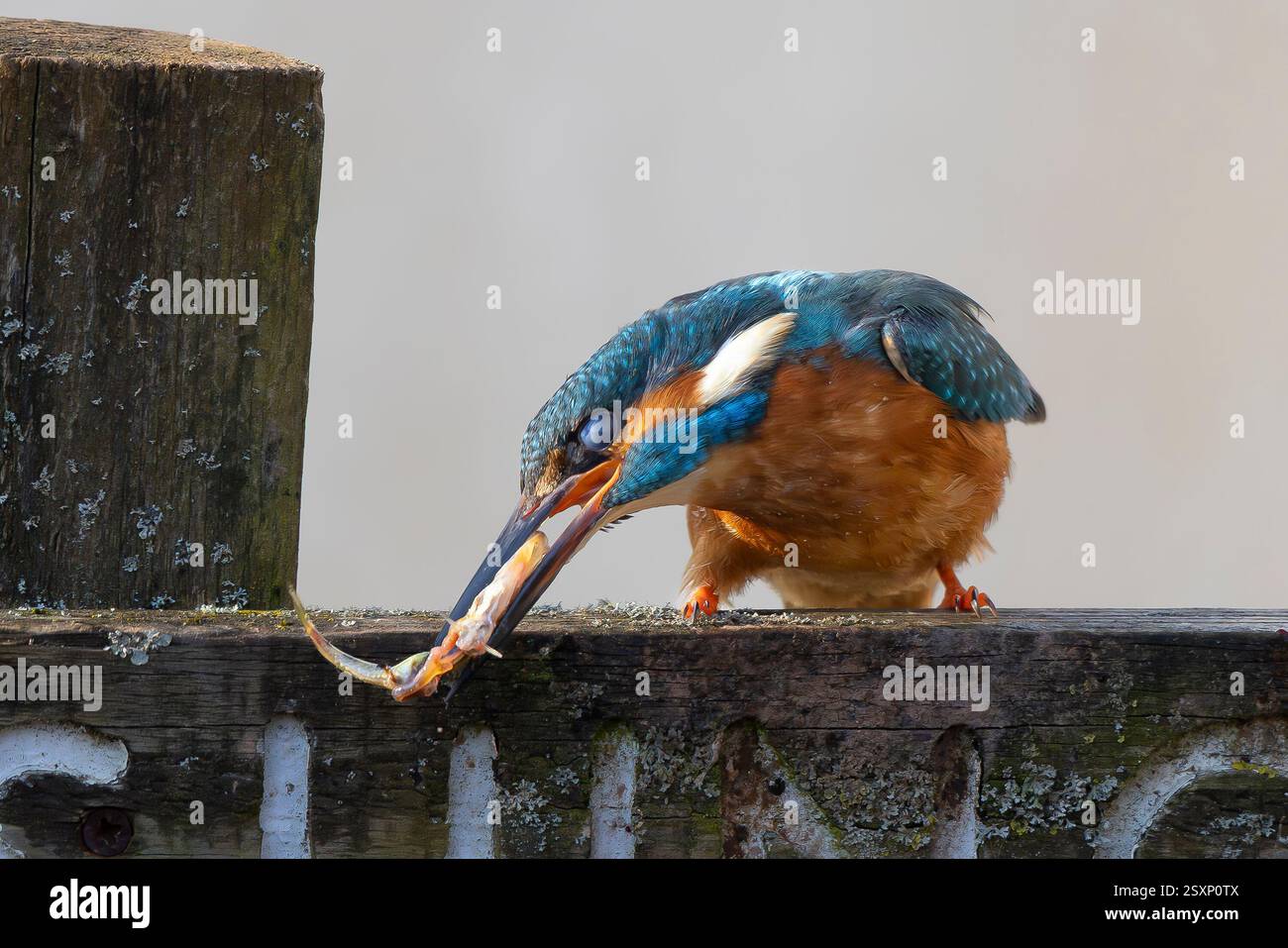 Close wild, UK kingfisher (Alcedo atthis) bashing a fish held in its ...