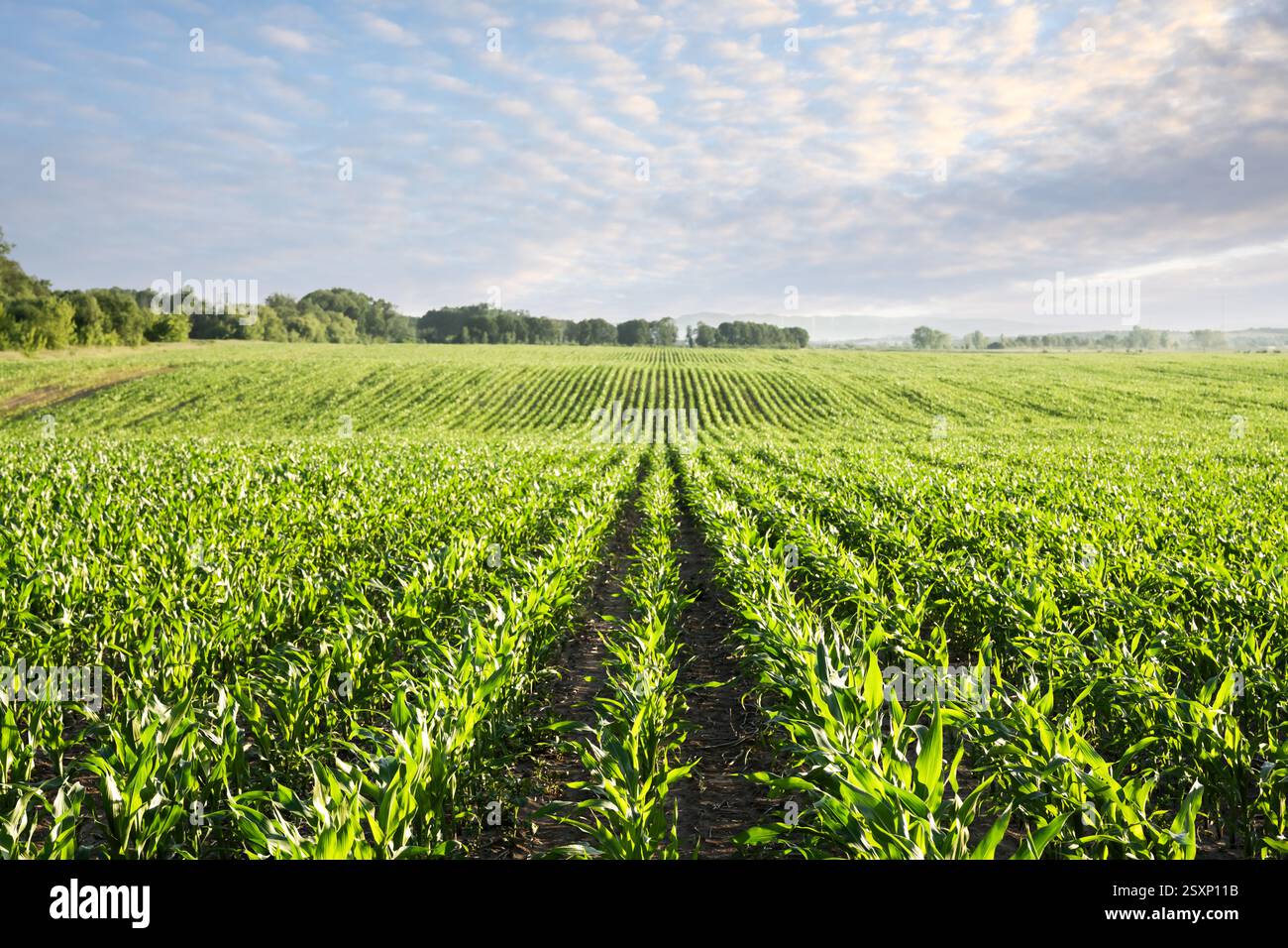 Green corn plants forming hi-res stock photography and images - Alamy