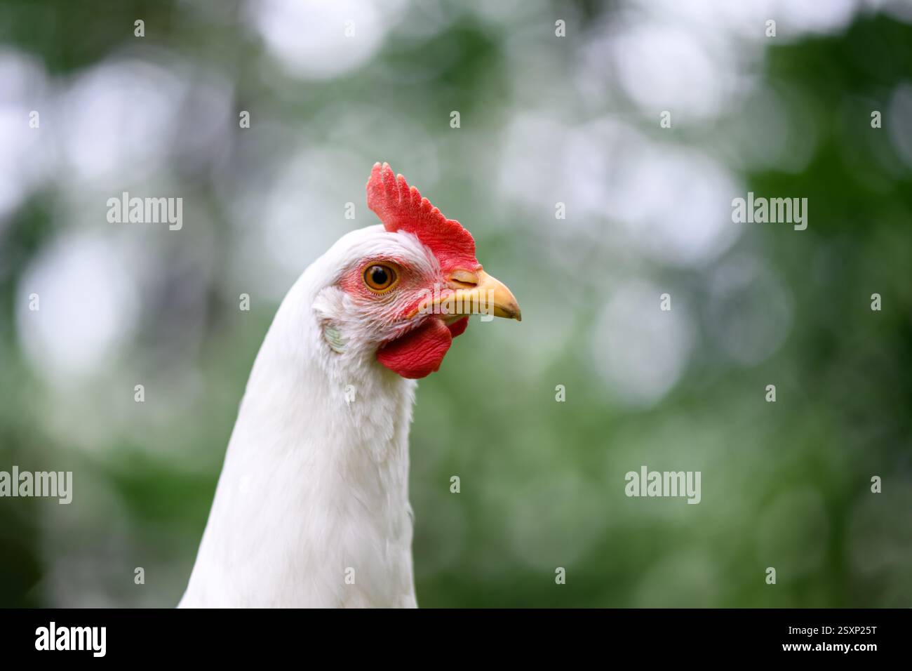 Portrait of free range white chicken Leghorn breed in spring garden ...