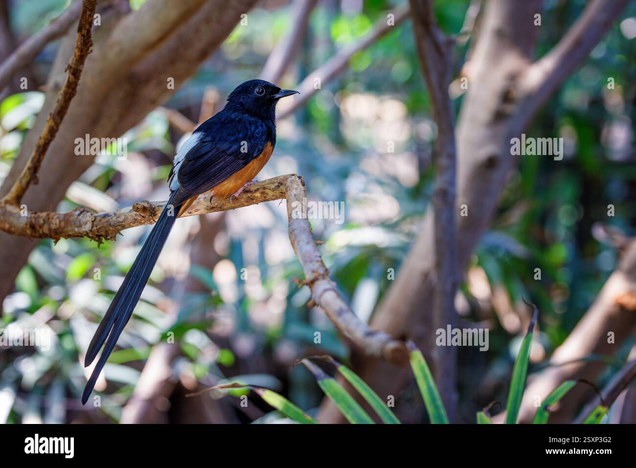 Shama bird hi-res stock photography and images - Alamy