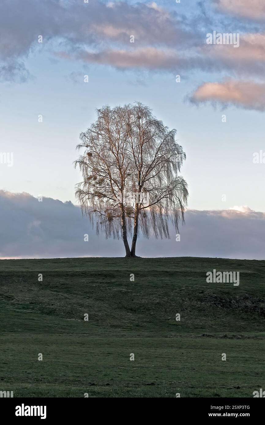 Single silver birch tree in front of a cloudy sky in autumn with ...