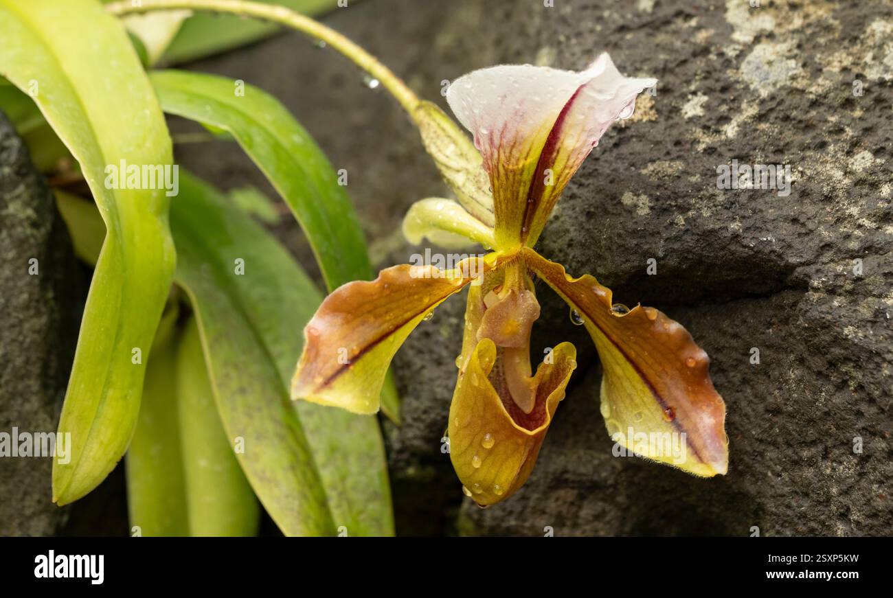 Ward's Paphiopedilum - Paphiopedilum wardii growing on a stone wall in ...