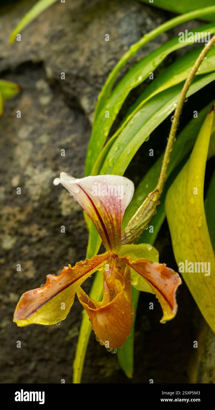 Ward's Paphiopedilum - Paphiopedilum wardii growing on a stone wall in ...