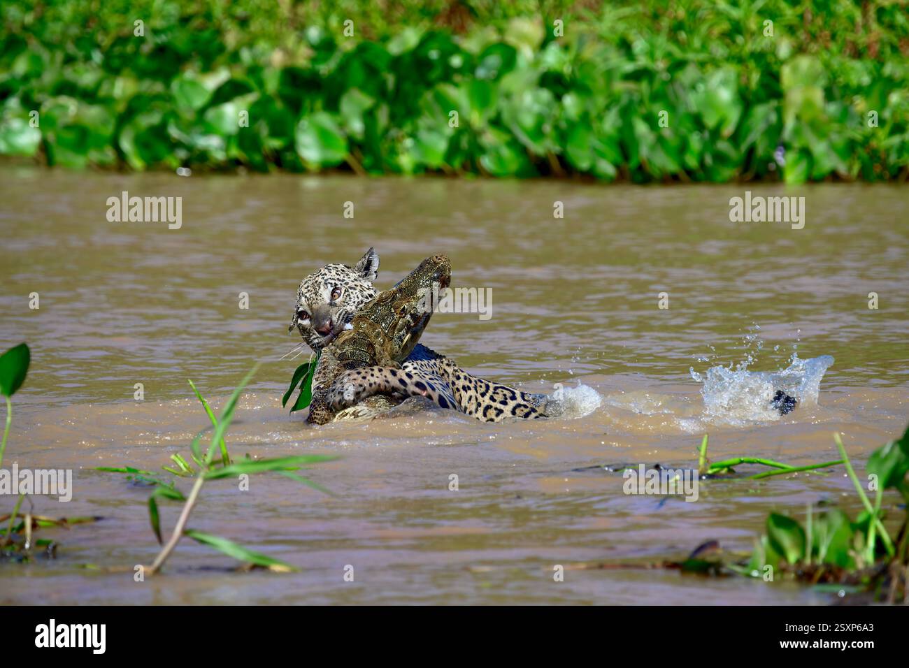 Jaguar Ambushes Caiiman Stock Photo - Alamy
