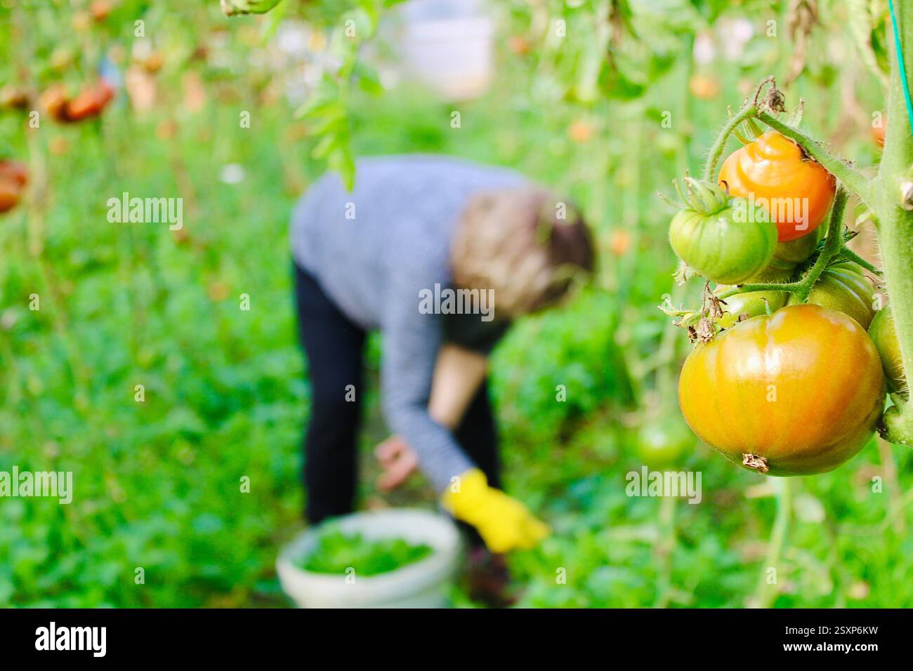 A tomato turning from green to red on the vine, with a woman in the blurred background bending ...
