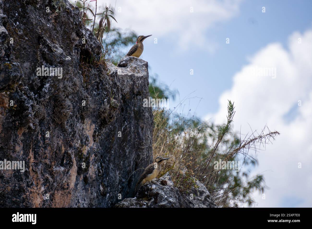Andean Flicker (Colaptes rupicola) Posed on a Rocky Ledge in the ...