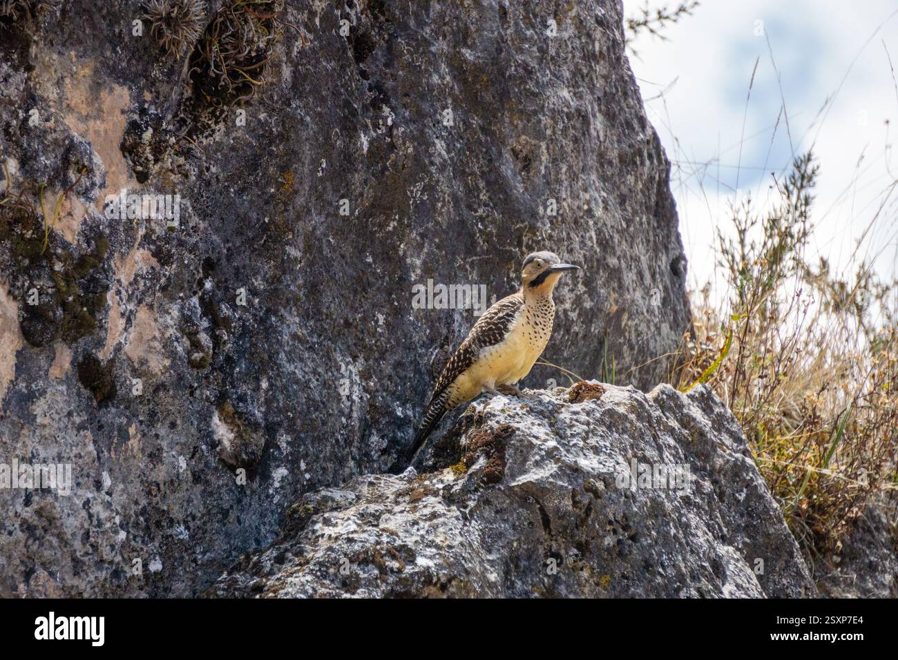 Andean Flicker (Colaptes rupicola) Settled on a Rock Surface in the ...