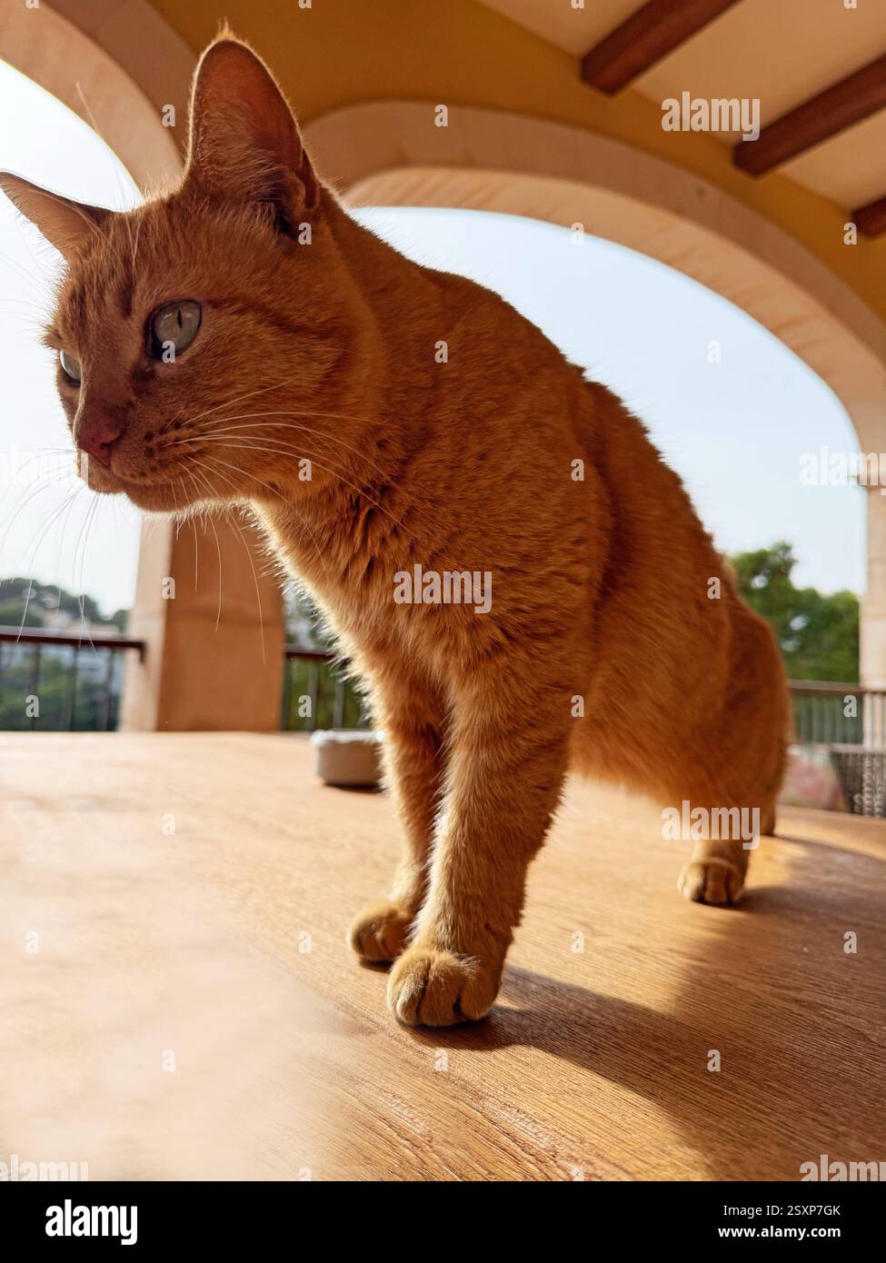 Katze Spain 20250220 Symbolbild, Katze *** Cat Spain 20250220 Symbol ...
