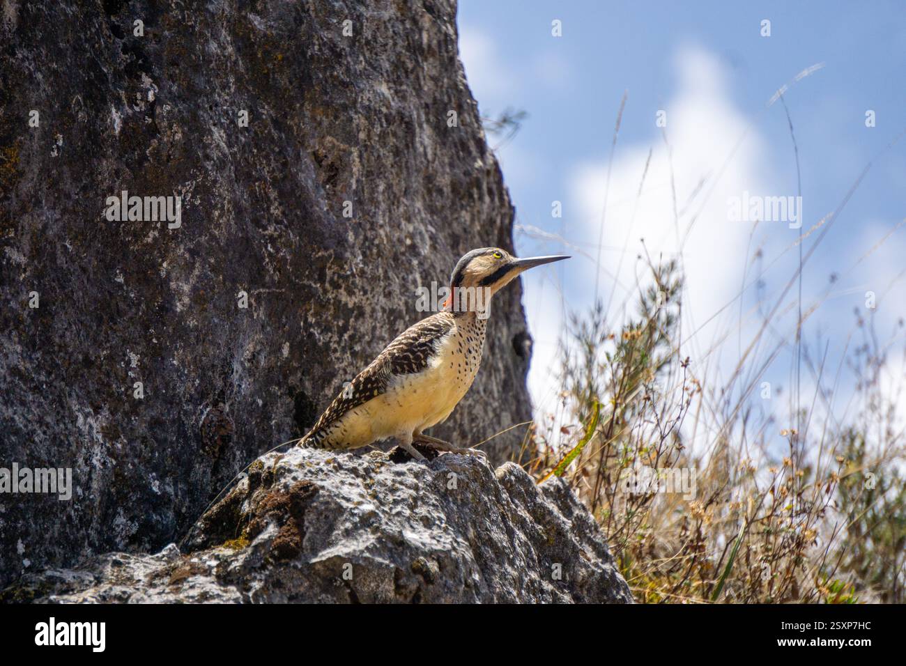 Close-Up of an Andean Flicker (Colaptes rupicola) Resting on a Rocky ...