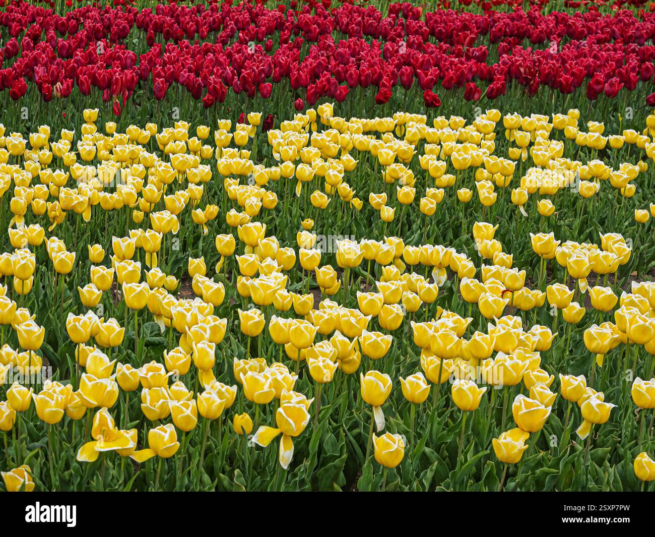 A vast sea of yellow and red coloured tulips in full bloom, stretching ...