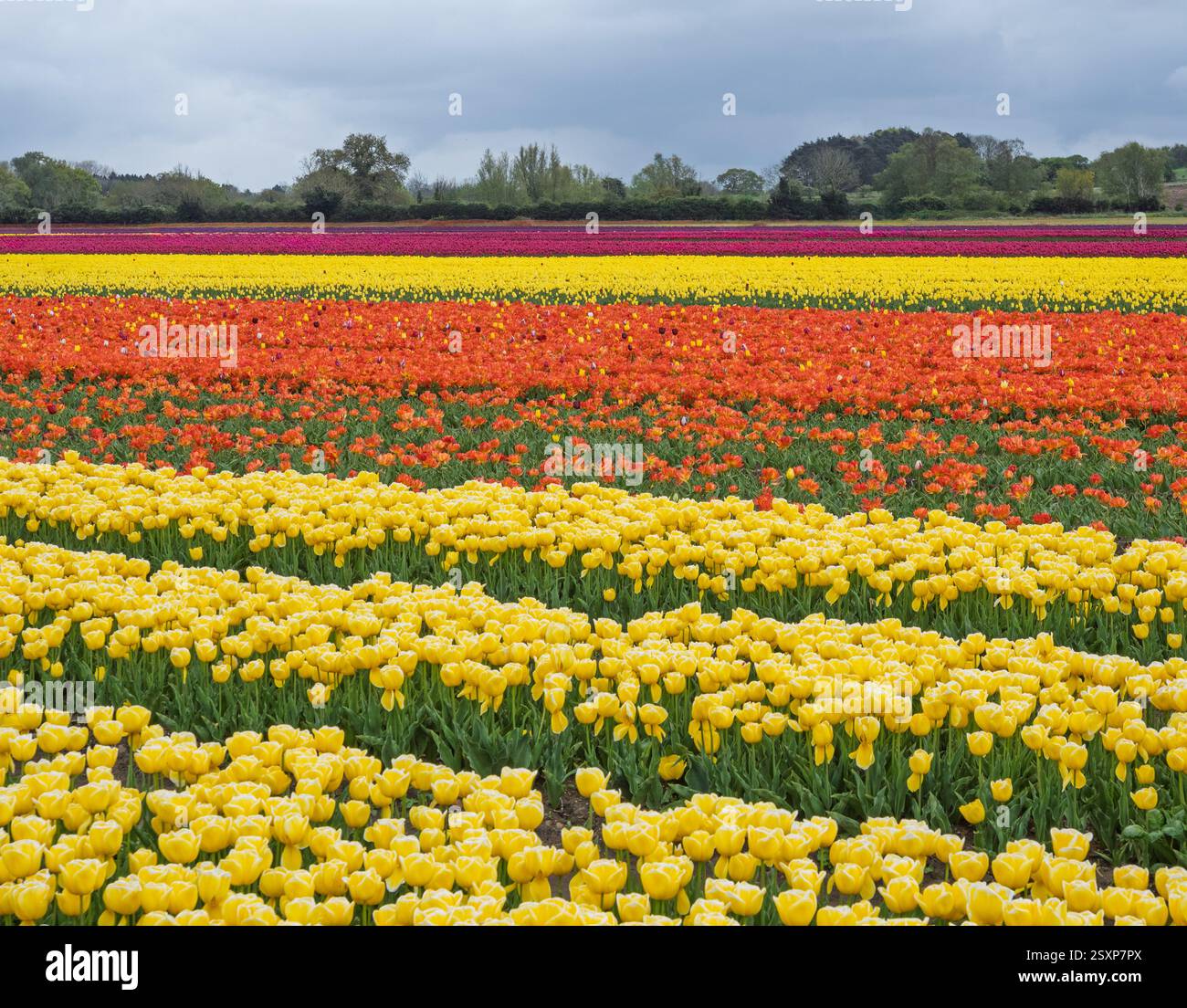 A vast sea of brightly coloured tulips in full bloom, stretching across ...