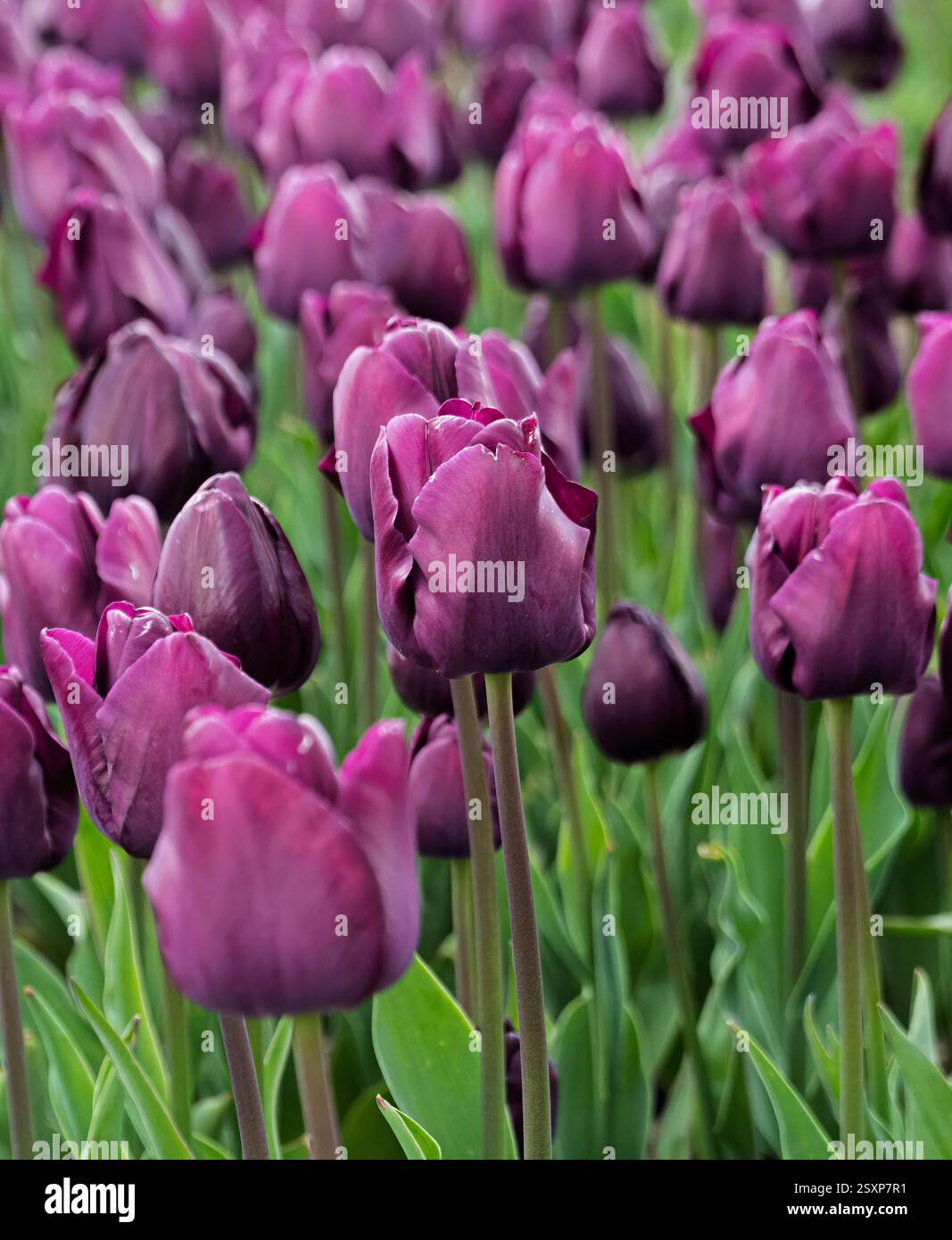 Purple tulips growing a Norfolk field. UK Stock Photo - Alamy