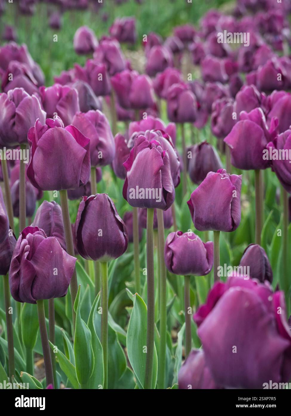 Purple flowers growing field botany hi-res stock photography and images ...
