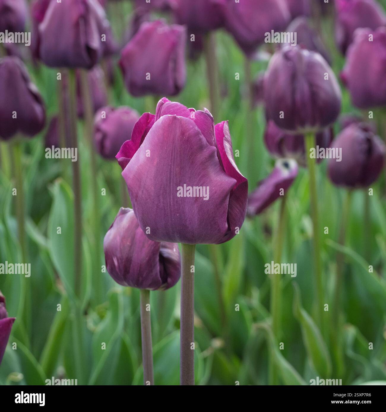 Purple tulips growing a Norfolk field. UK Stock Photo - Alamy