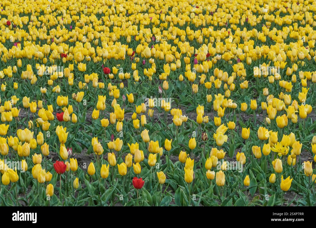 rows of bright yellow tulips, with scattered red and yellow blooms ...