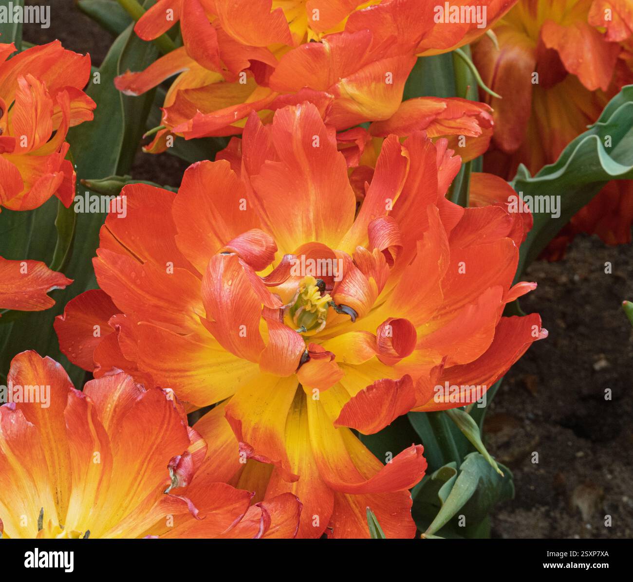 Colorful tulip fields showcase stunning orange and yellow tulips in ...