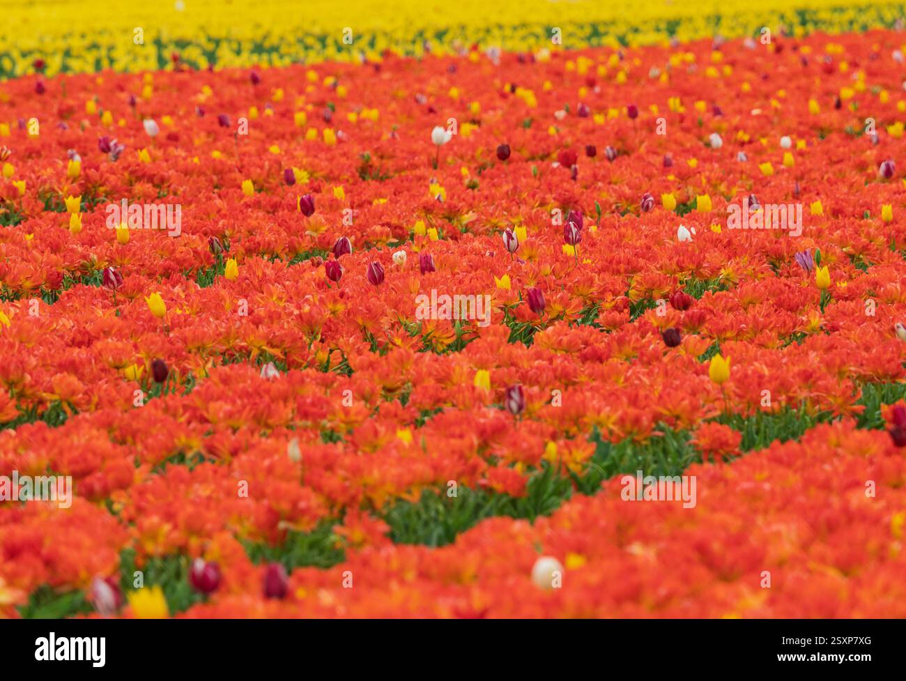 Rows of bright orange tulips, with scattered red and yellow blooms ...
