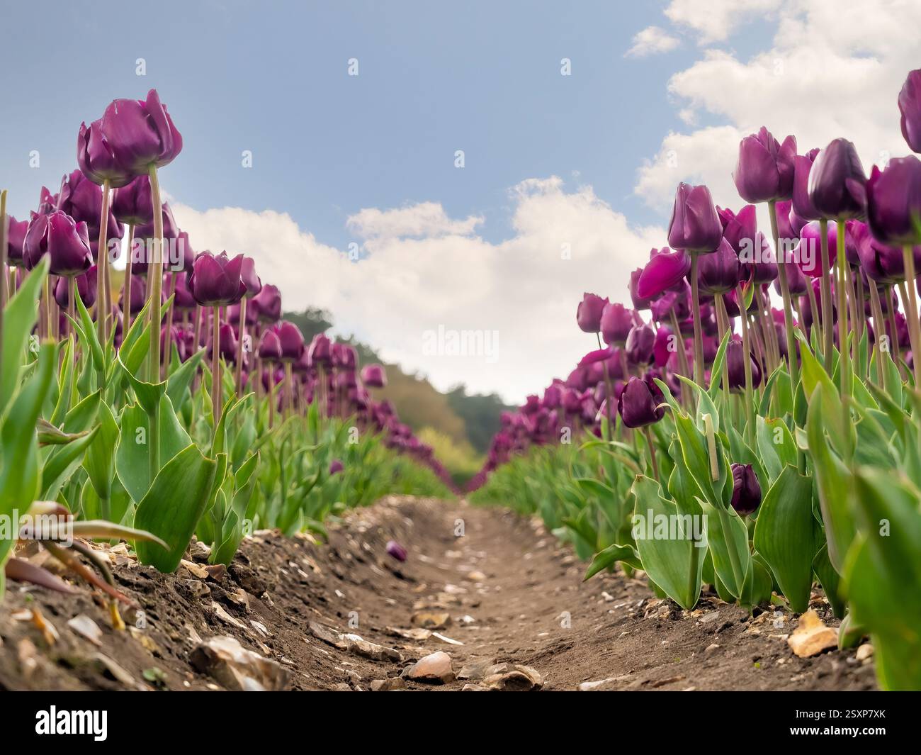 Ground-level view between rows of vibrant purple tulips, with a blue ...