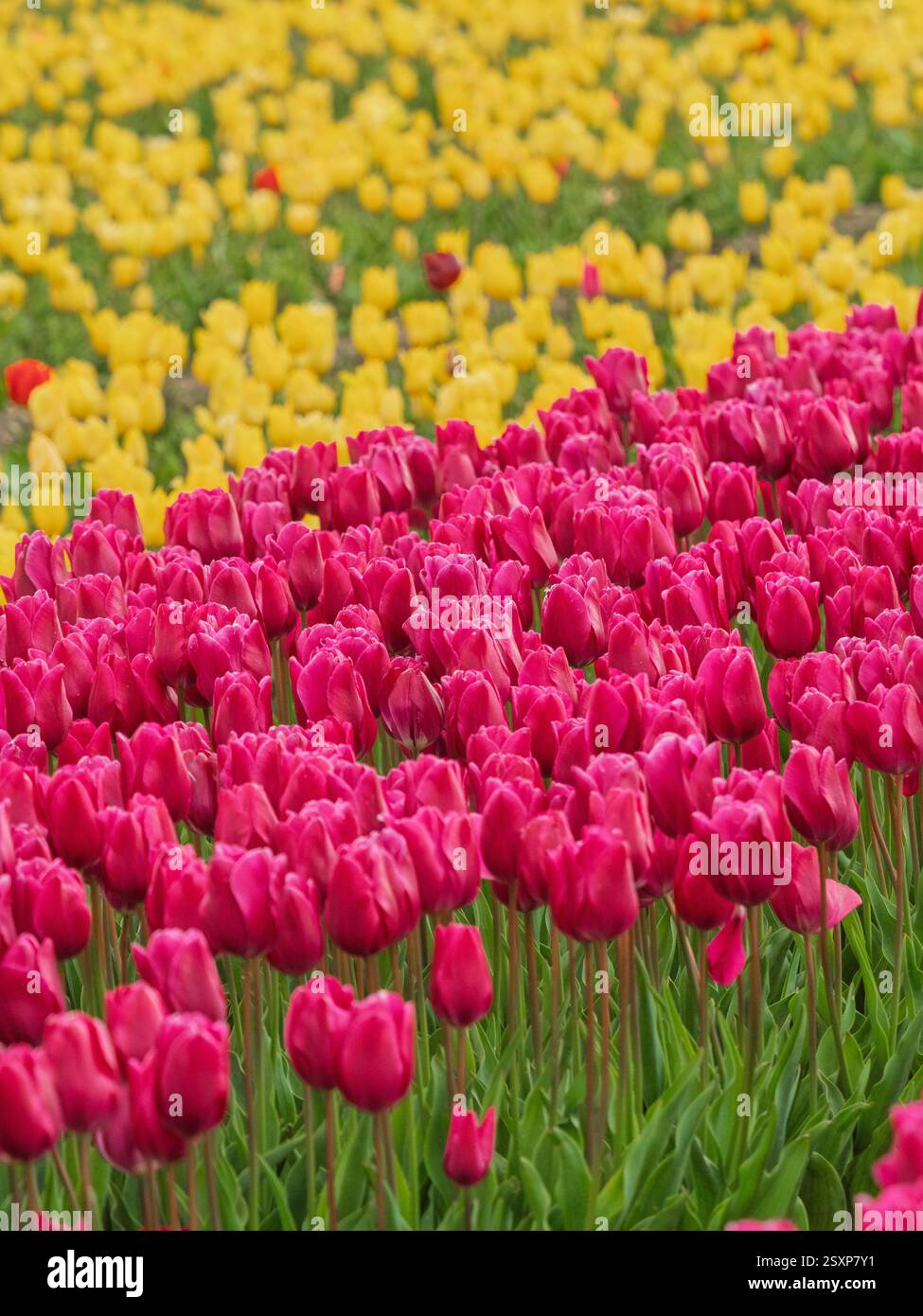 Rows of bright pink and yellow tulips bloom in a field in Norfolk, UK ...