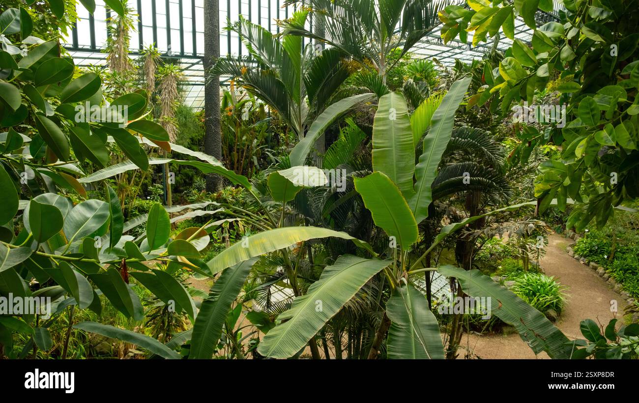 Tropical plants in Estufa Fria de Lisboa, a botanical garden created in an old quarry in Lisbon ...