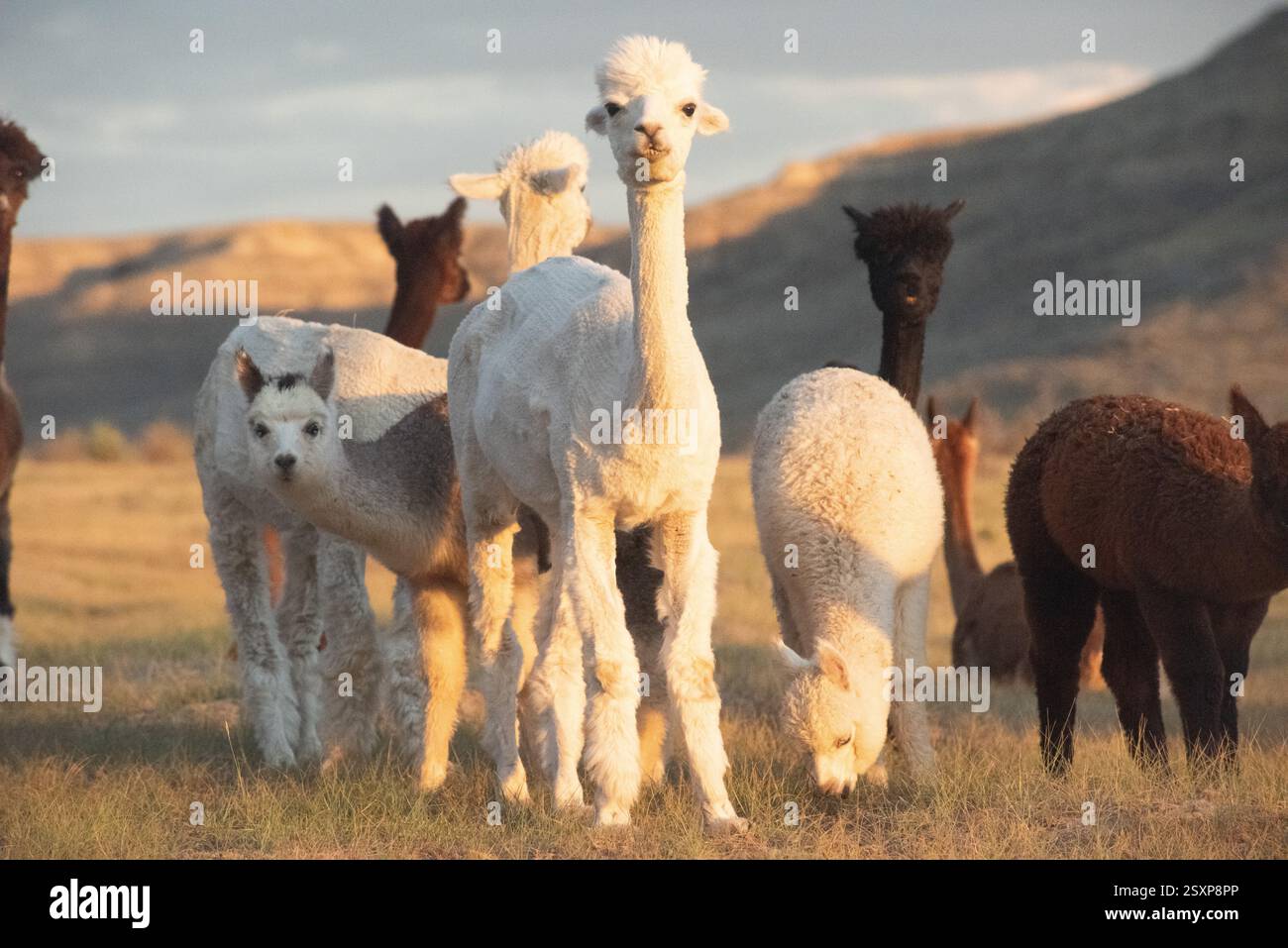Group shorn alpacas peacefully grazing hi-res stock photography and ...