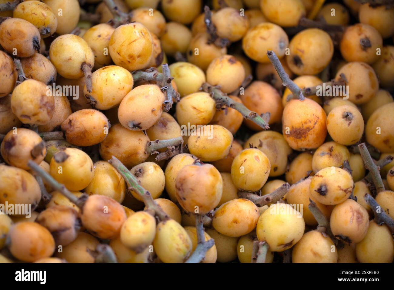 Closeup of Loquat fruit (Nispero) on a market stall in Madeira Stock ...