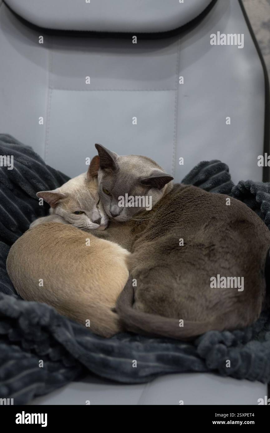 Two cute cats are lying together hugging Stock Photo - Alamy