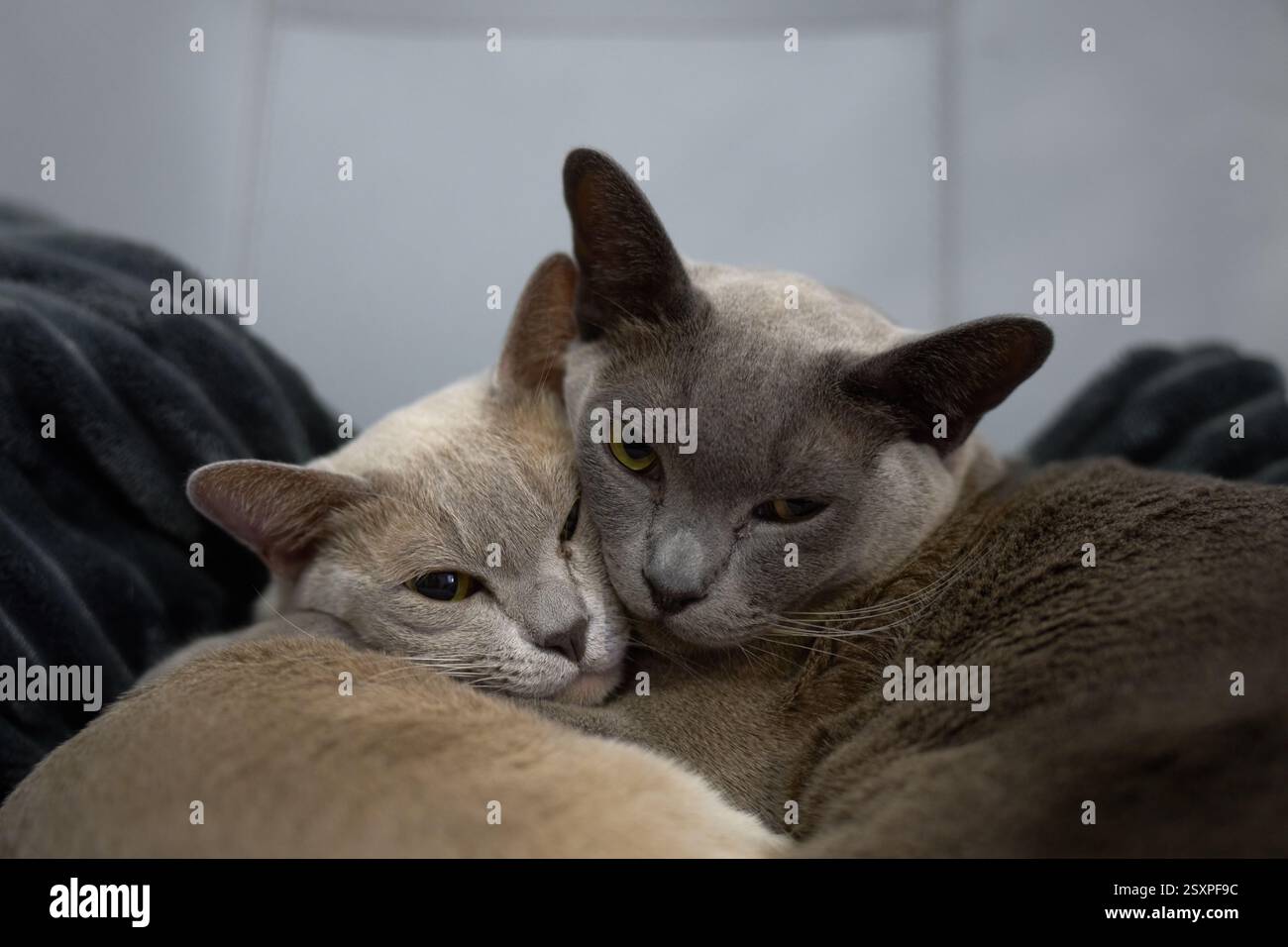 Two cute cats are lying together hugging Stock Photo - Alamy