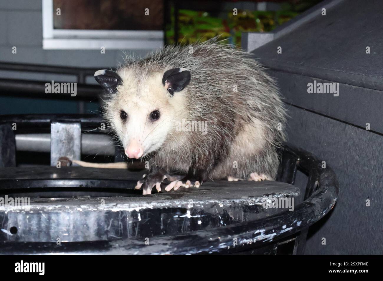 Canon eos r50 hi-res stock photography and images - Alamy