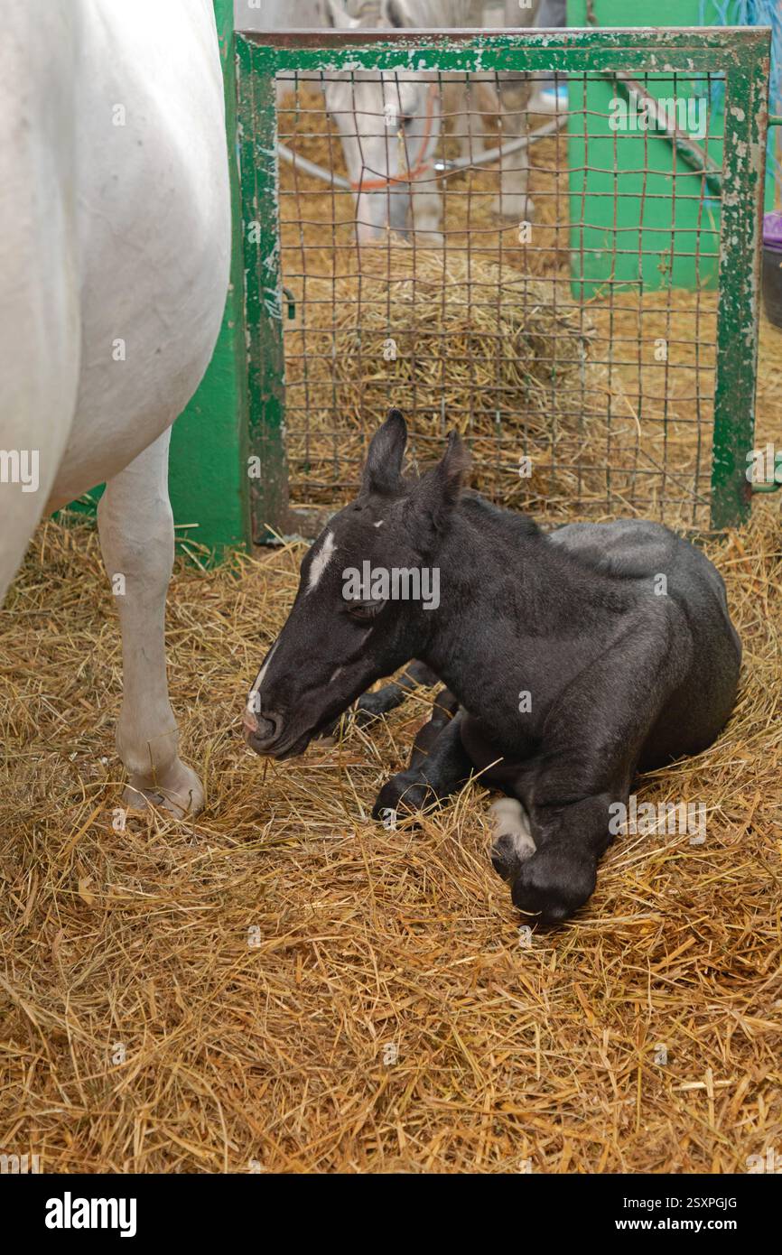 Small Newborn Black Foal Horse With White Dam Laying Down in Stable ...