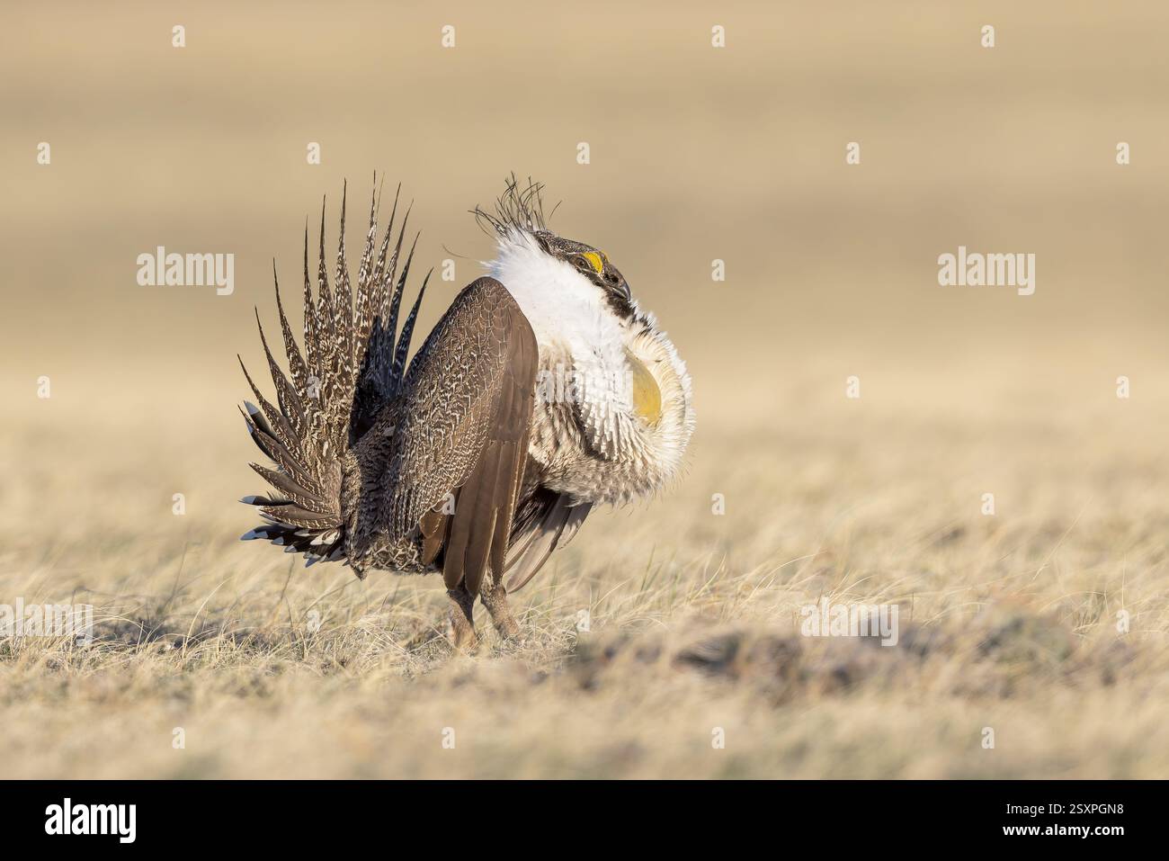 Male on display hi-res stock photography and images - Alamy