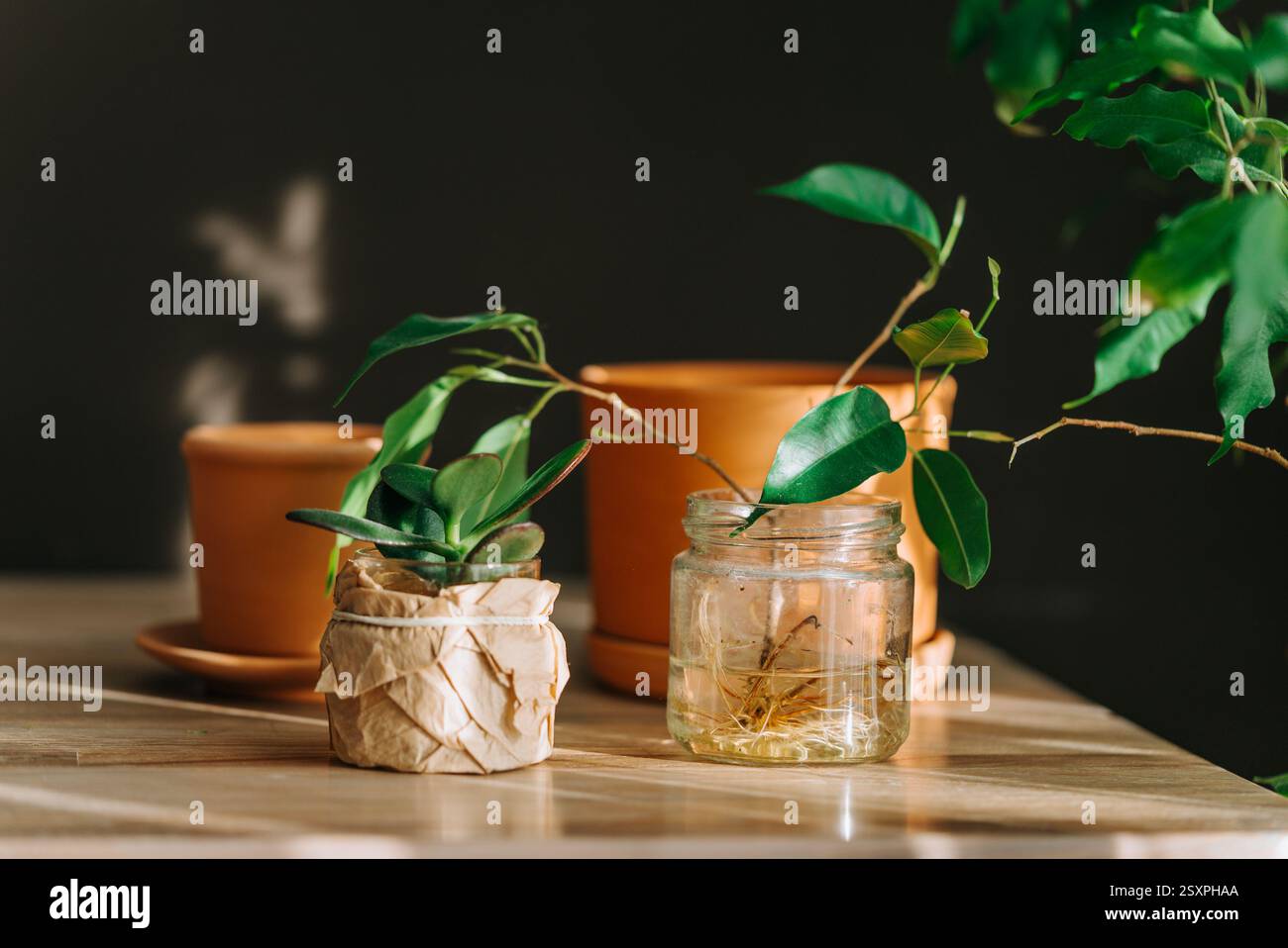 Rooting jar hi-res stock photography and images - Alamy