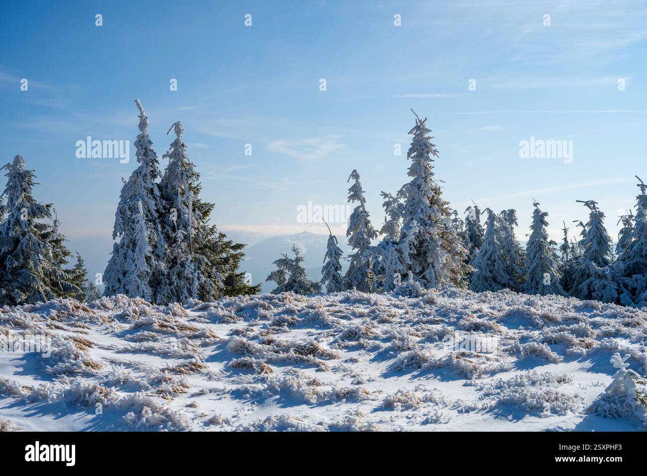 A serene frozen landscape features tall snow-covered trees and a wide ...