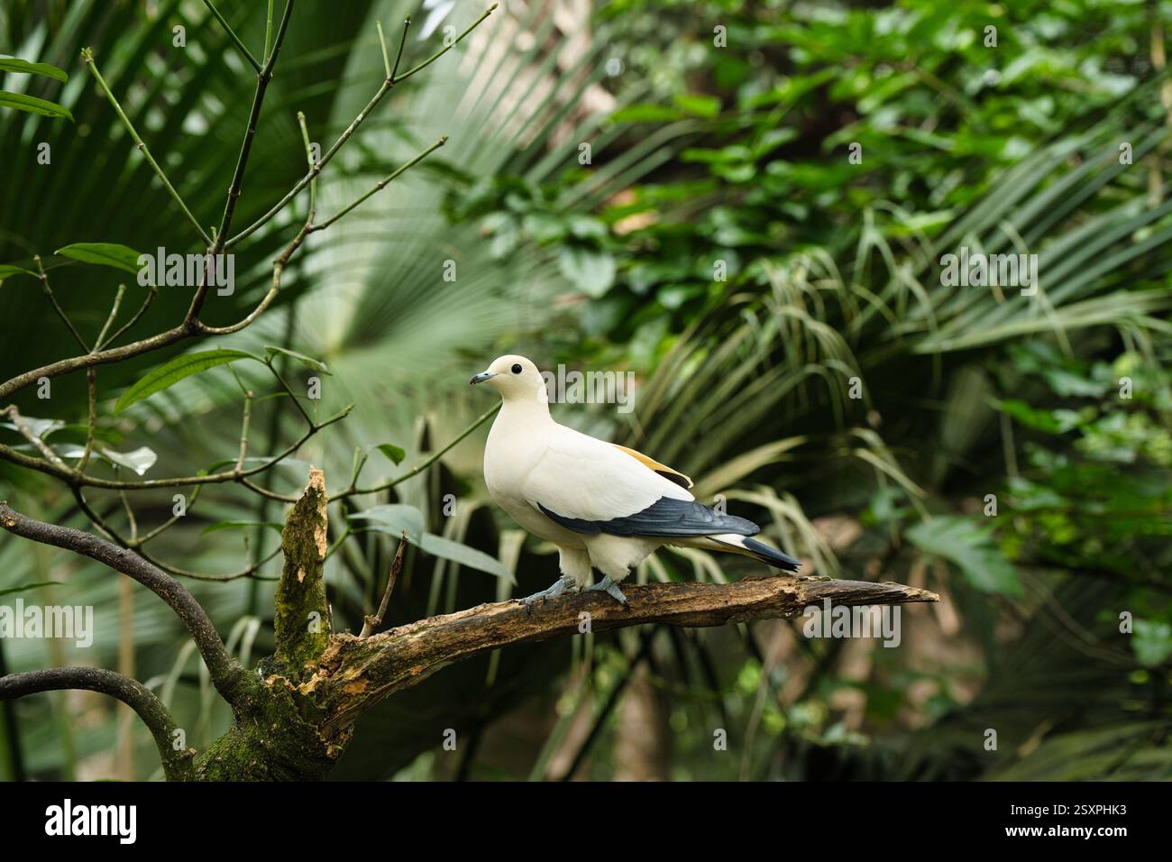 Beautiful Pied imperial pigeon with a nice green background use as HD ...