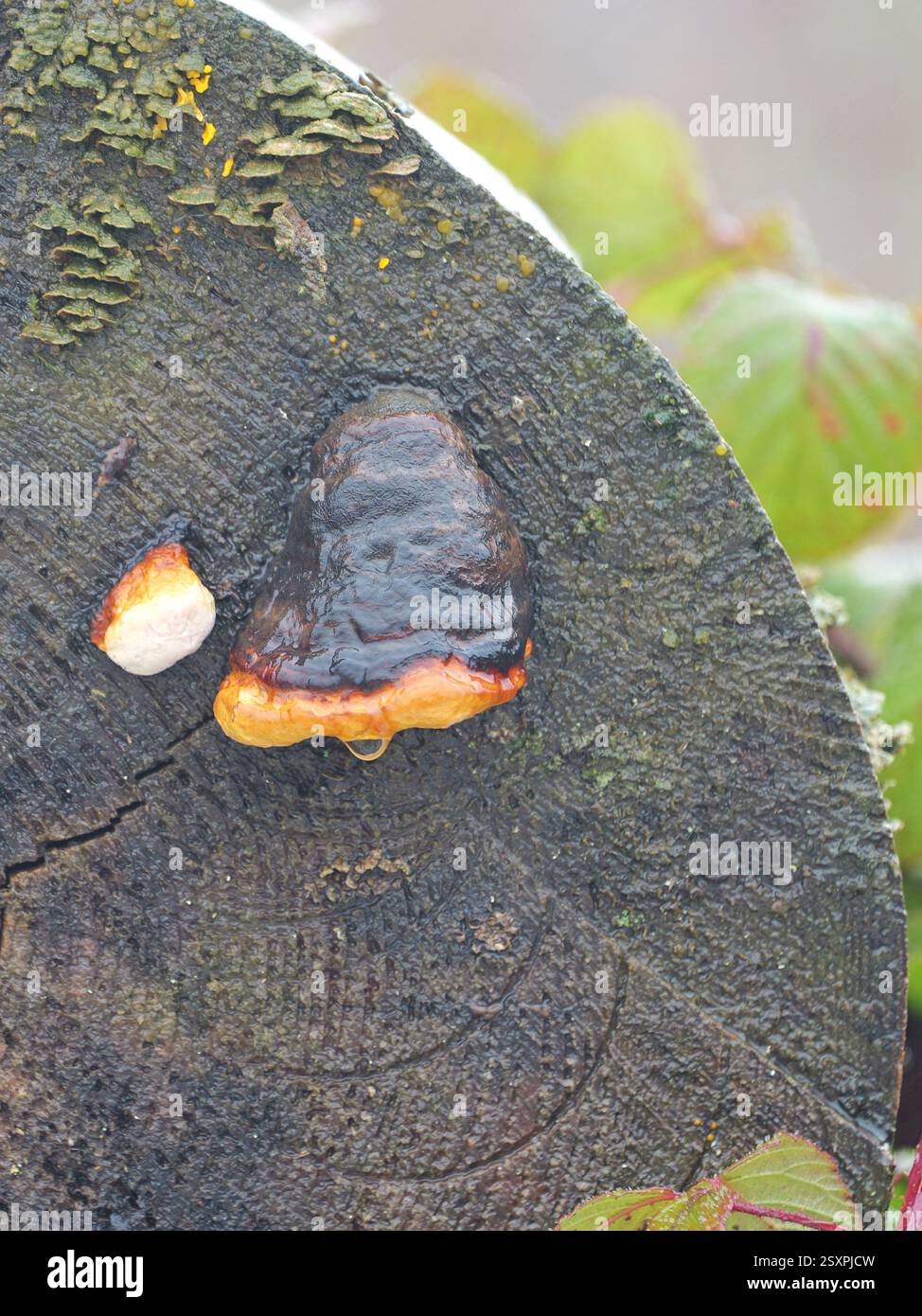The spruce polypore, a vibrant tree fungus, inhabits fallen wood. Its ...