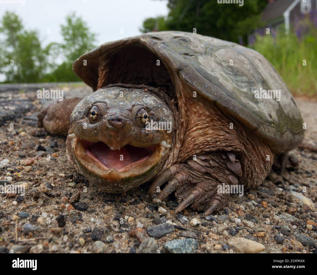 snapping turtle smile Stock Photo - Alamy