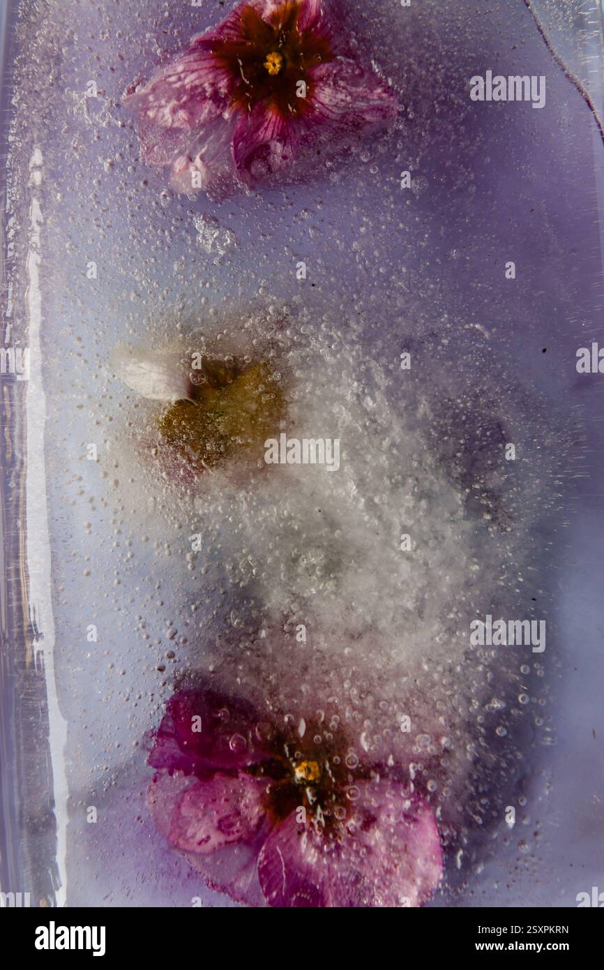 Frozen flowers in the ice cube. Symbol of love and romance Stock Photo ...