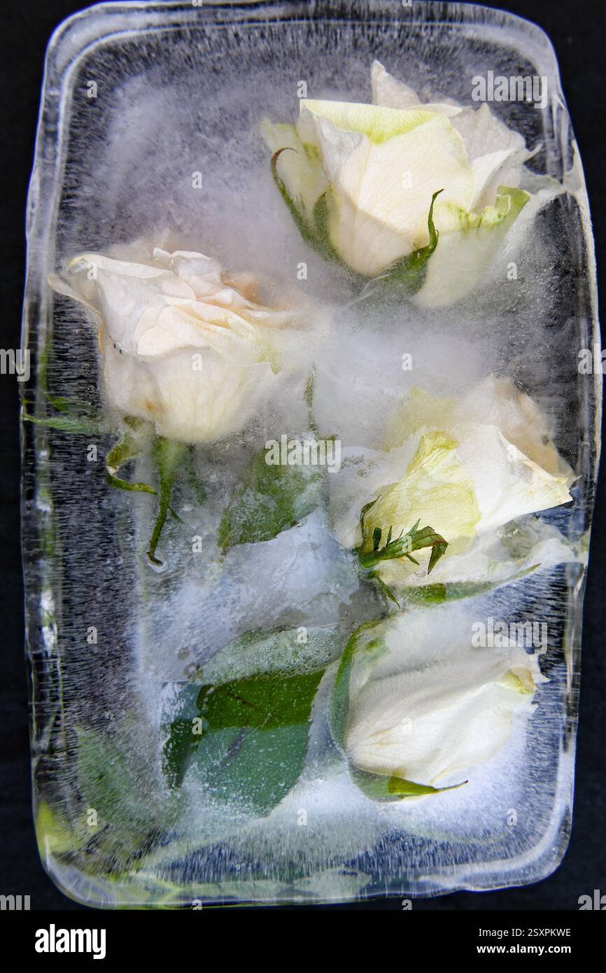 Frozen white rose in the ice cube. Symbol of love and romance Stock ...