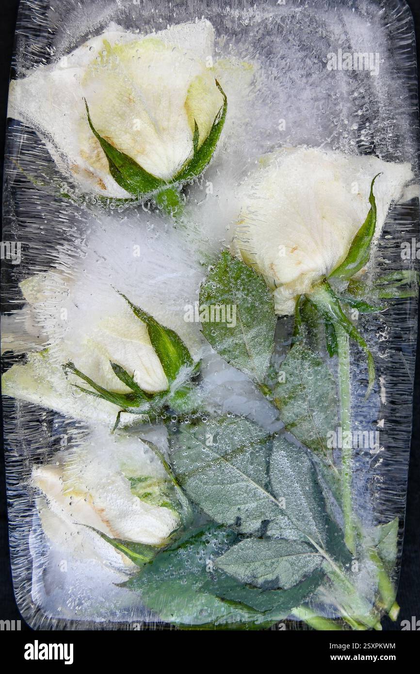 Frozen white rose in the ice cube. Symbol of love and romance Stock ...