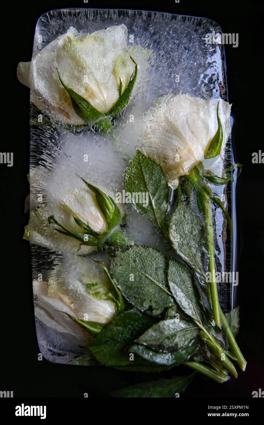 Frozen white rose in the ice cube. Symbol of love and romance Stock ...