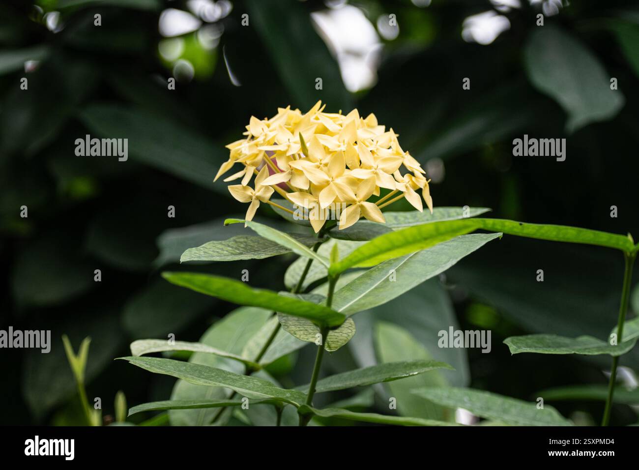 Yellow Ixora flower blooming in the garden, Ixora Coccinea Stock Photo ...